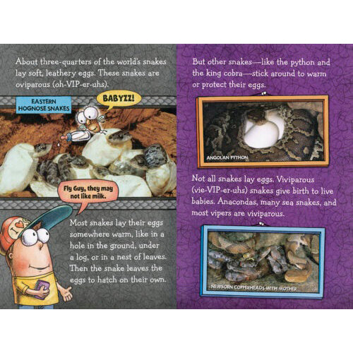 Scholastic Fly Guy Presents: Snakes 9780545851886 – Good's Store Online