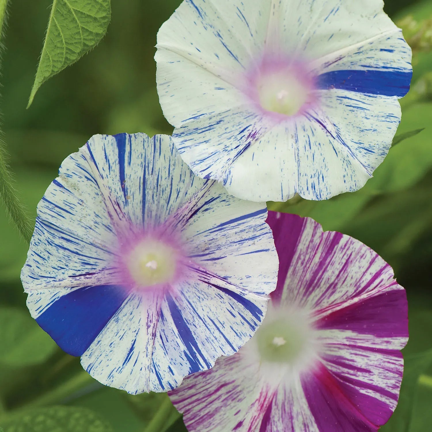 Burpee Morning Glory Seed Pack 48383 – Good's Store Online