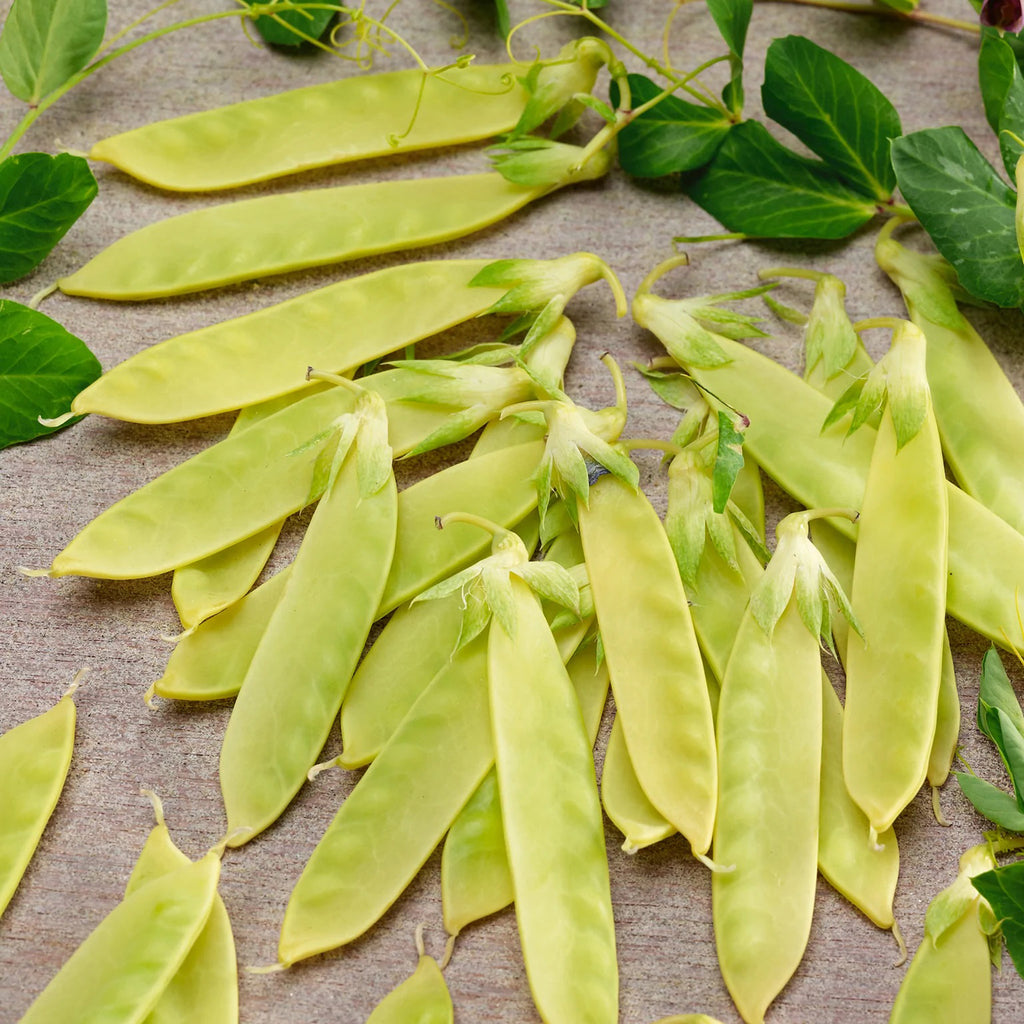Rohrer Yellow Sugar Pod Pea Seeds 63200 – Good's Store Online