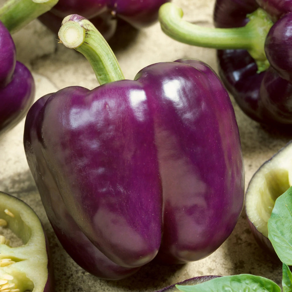 Rohrer Purple Beauty Bell Pepper Seeds 64000 – Good's Store Online
