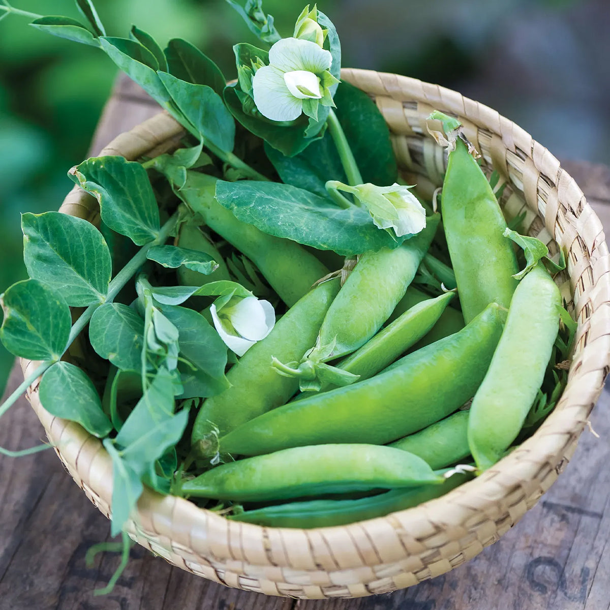 Burpee Blue Bantam Pea Seed Pack 64796 – Good's Store Online