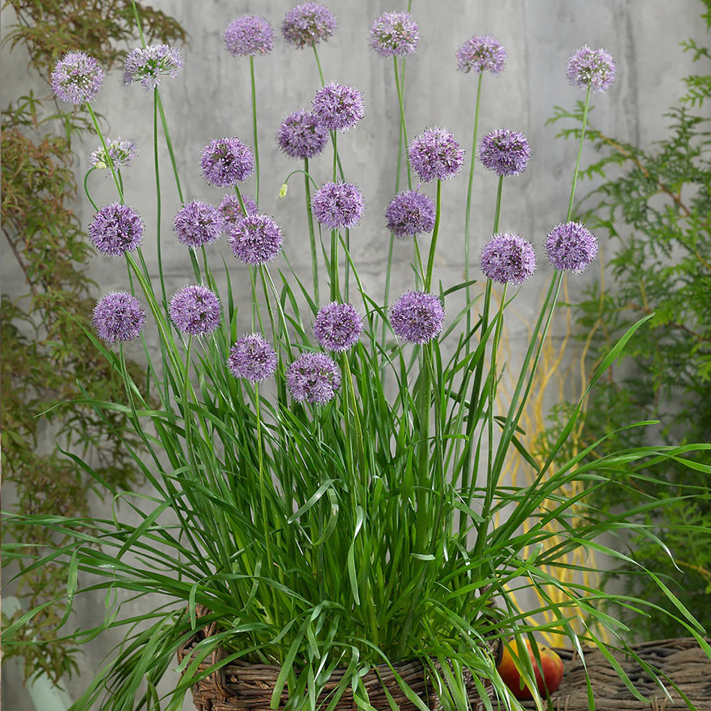 Rohrer Quattro F1 Hybrid Allium Seeds 70000 – Good's Store Online