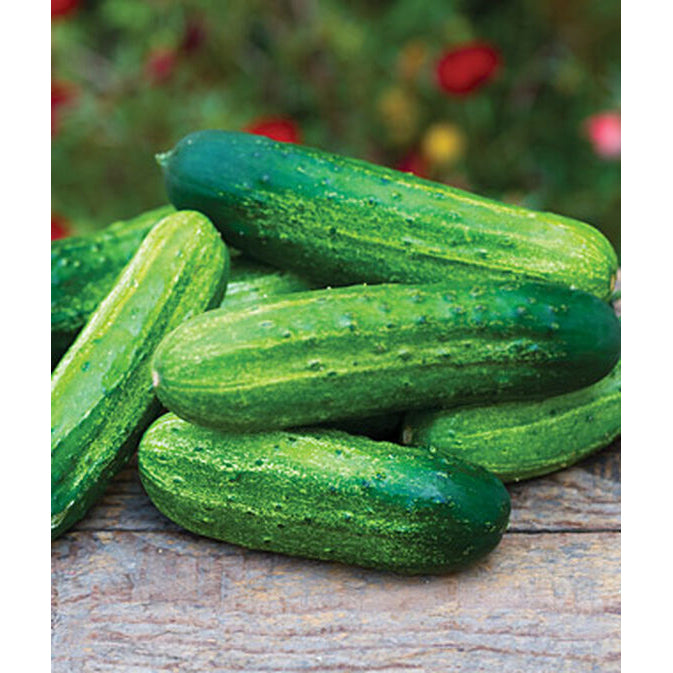 Burpee Pick-a-Bushel Hybrid Cucumber Seed Pack 51354 – Good's Store Online