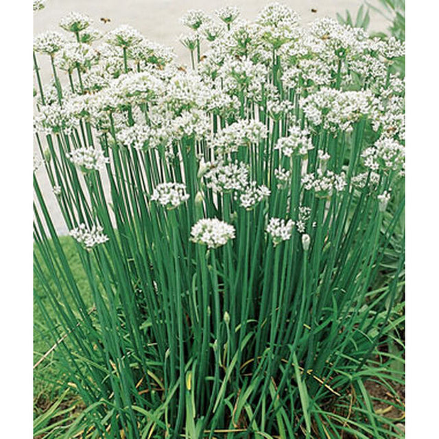 Burpee Organic Garlic Chives Seed Pack 60235 – Good's Store Online