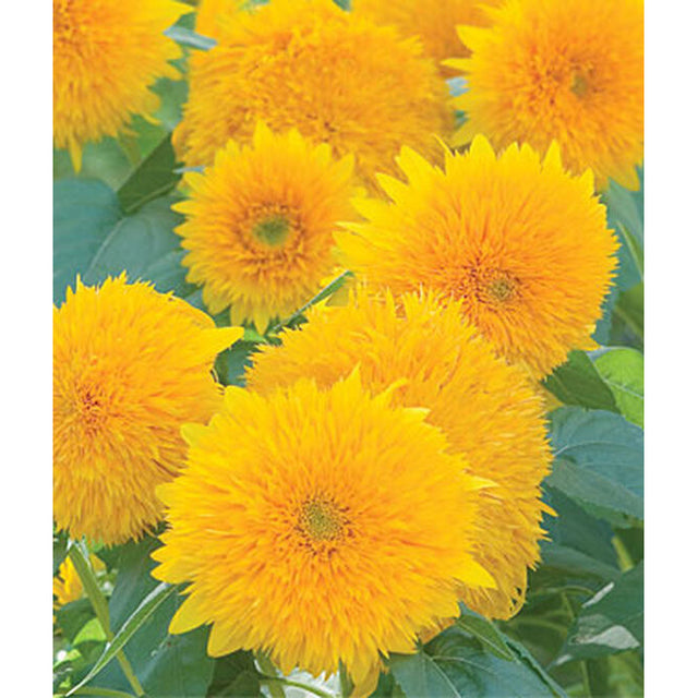 Burpee Teddy Bear Sunflower Seed Pack 47936 – Good's Store Online