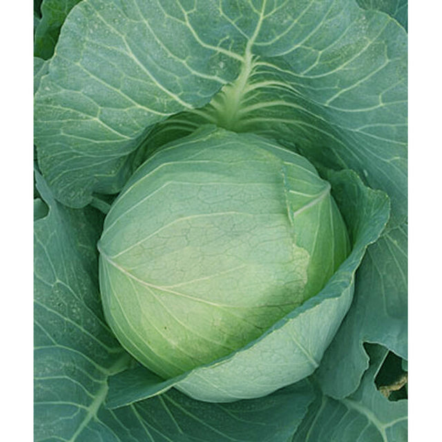 Burpee Organic All Seasons Cabbage Seed Pack 67541 – Good's Store Online