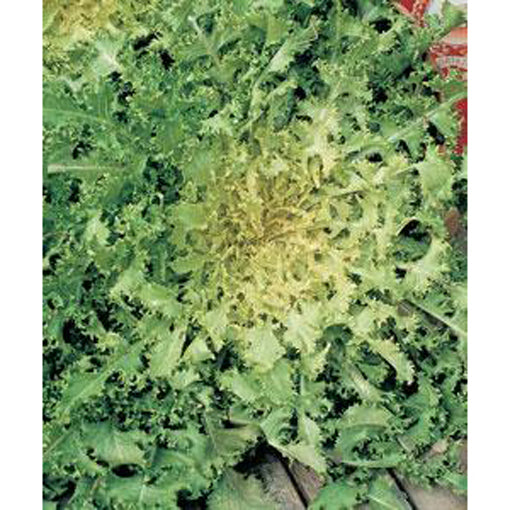 Rohrer Green Curled Endive Seed Pack 9904500 – Good's Store Online
