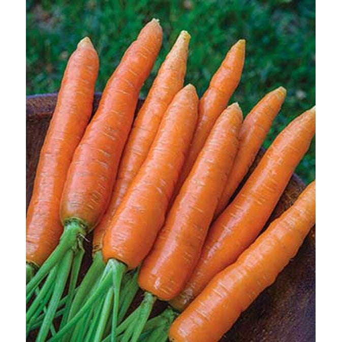 Burpee Nantes Supreme Carrot Seed Pack 50201 – Good's Store Online