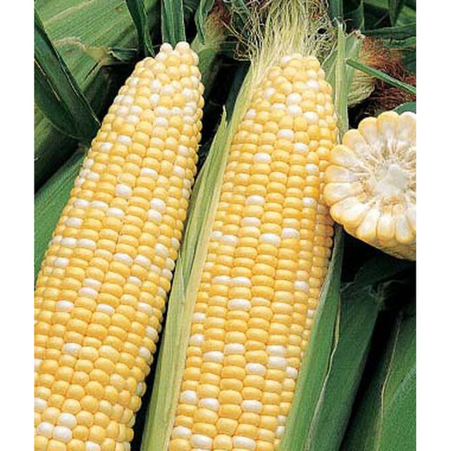 Burpee Triple Crown Bi-Color Hybrid Sweet Corn Seed Pack 57201 – Good's ...