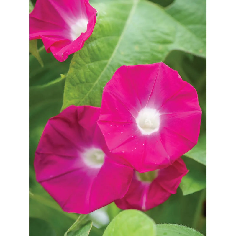 Burpee Morning Glory, Scarlett O Hara Flower Seed Pack 44115 – Good's ...