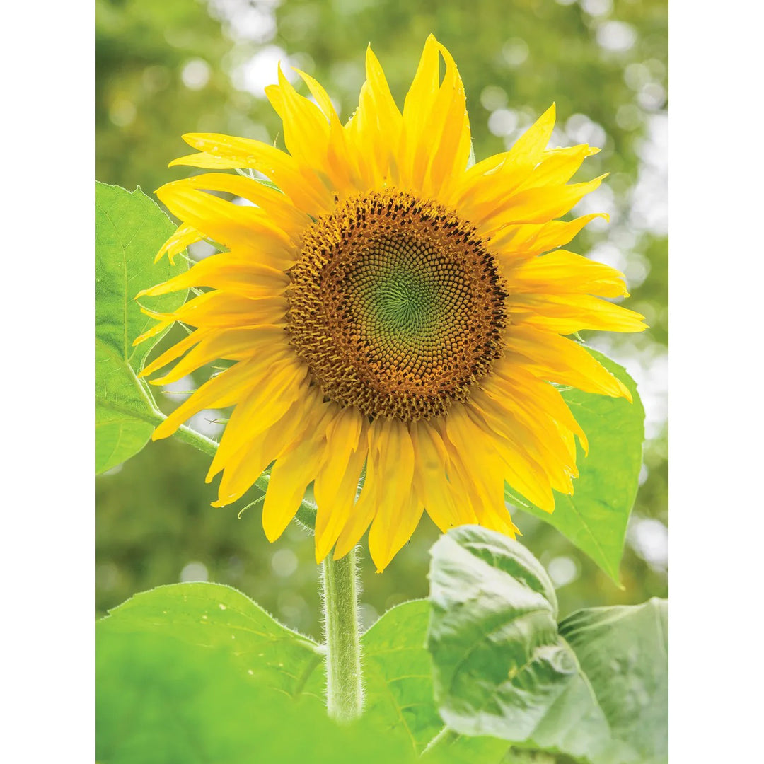 Burpee Sunflower, Pikes Peak Flower Seed Pack 47186 – Good's Store Online