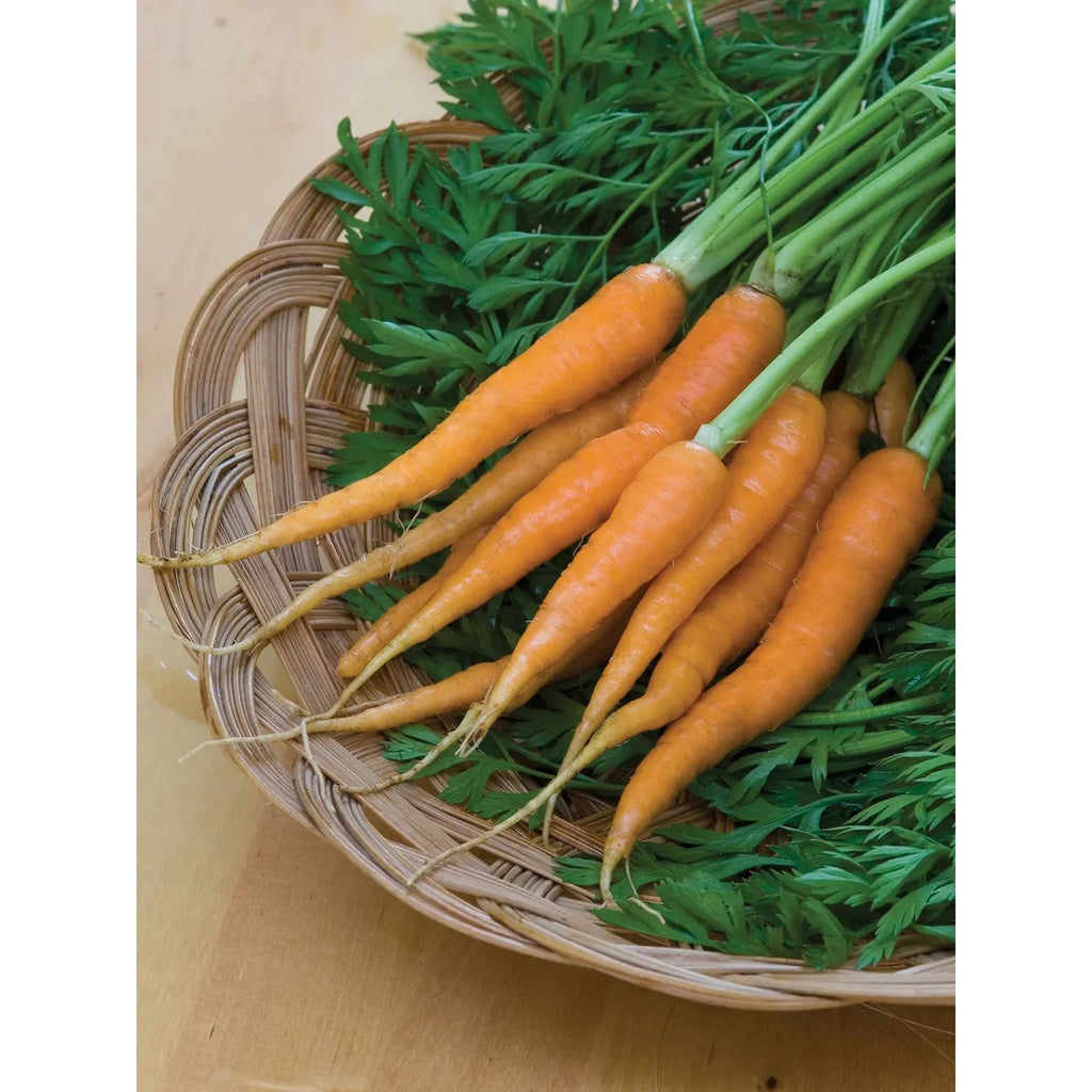 Burpee Carrot, Little Finger Seed Pack 56333 – Good's Store Online