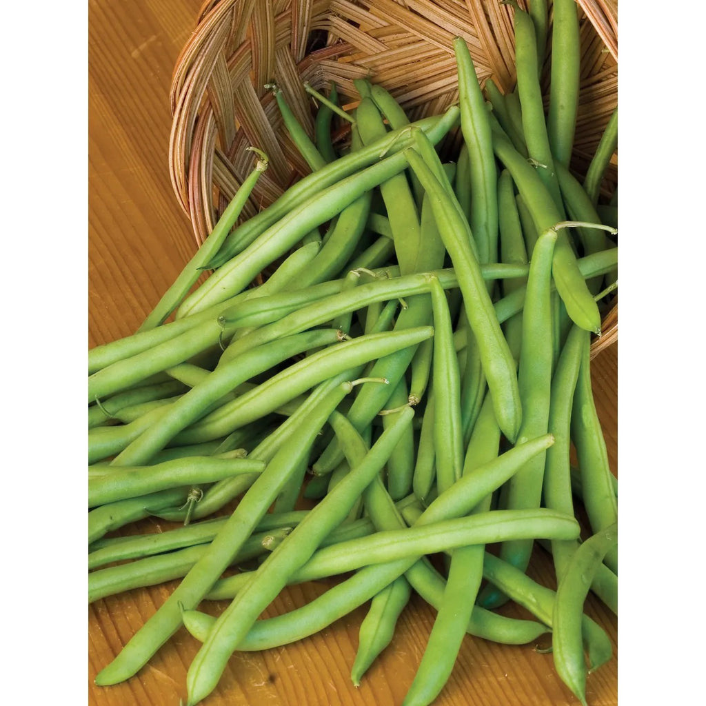 Burpee Organic Bean Bush Provider Seed Pack 60653 – Good's Store Online