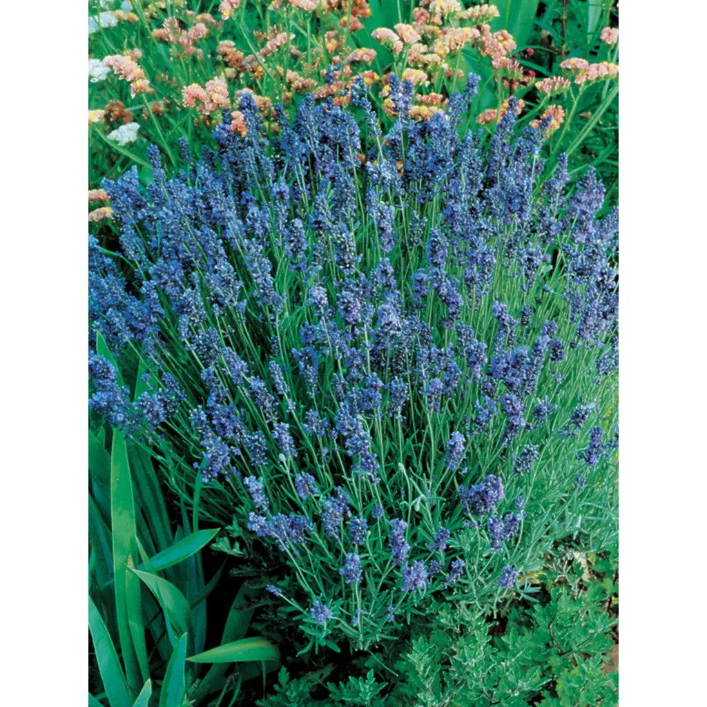 Burpee Lavender, Lady Flower Seed Pack 62075 – Good's Store Online