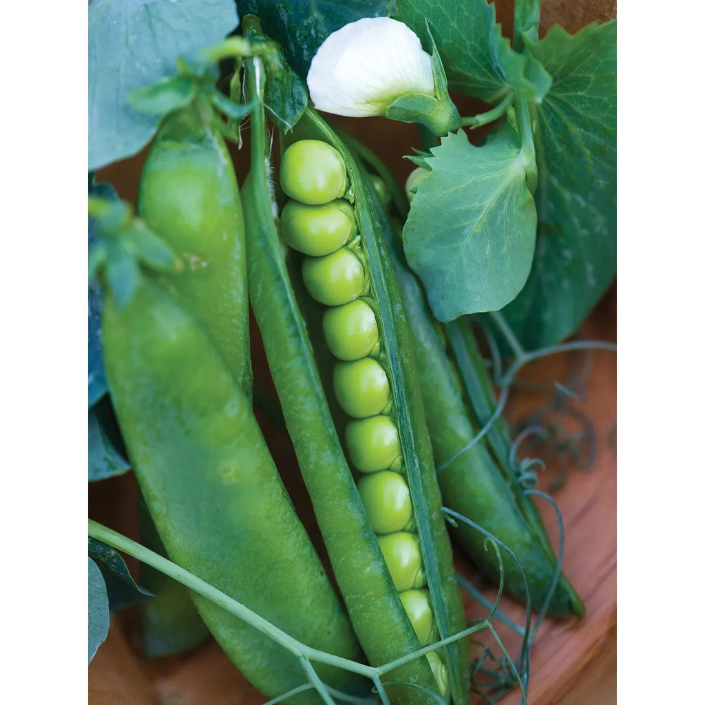 Burpee Pea, Easy Peasy Seed Pack 62407 – Good's Store Online