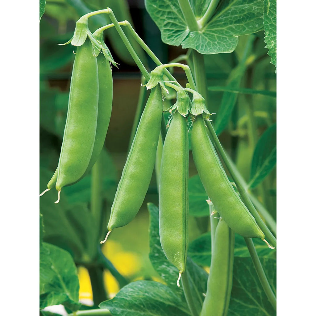 Burpee Pea, Sugar Snap Seed Pack 65599 – Good's Store Online
