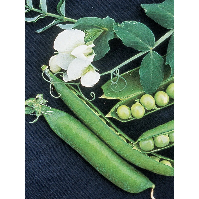 Burpee Pea, Garden Sweet Seed Pack 67301 – Good's Store Online